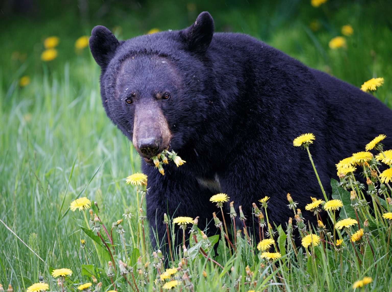 What Do Black Bears Eat? These 50+ Prime Bear Meals – Good outdoor life
